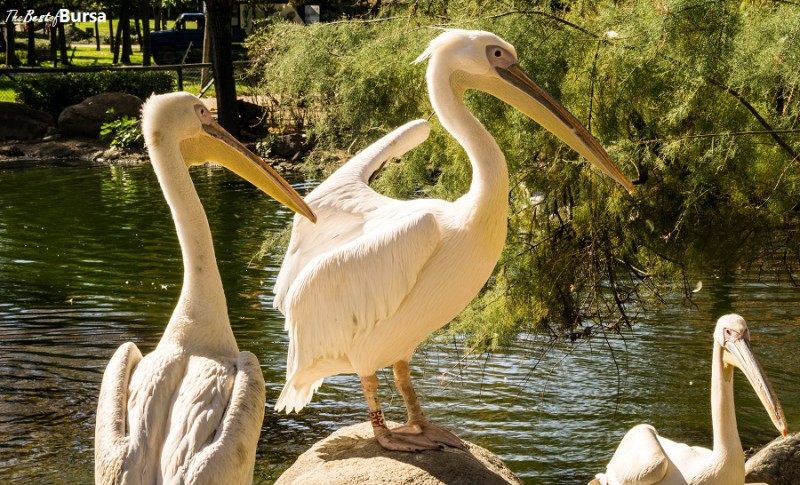 A Visit to the Bursa Zoo | The Best of Bursa