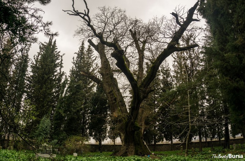 Bursa’s Oldest Living Resident | The Best of Bursa